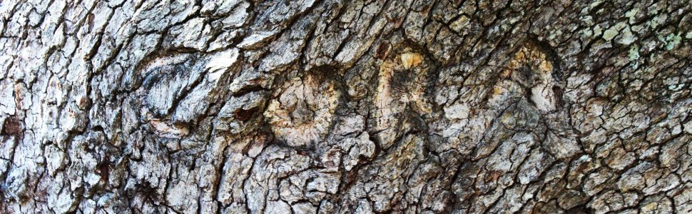 Top 4 Ways to Celebrate Halloween on Hatteras Island | Outer Banks Blog